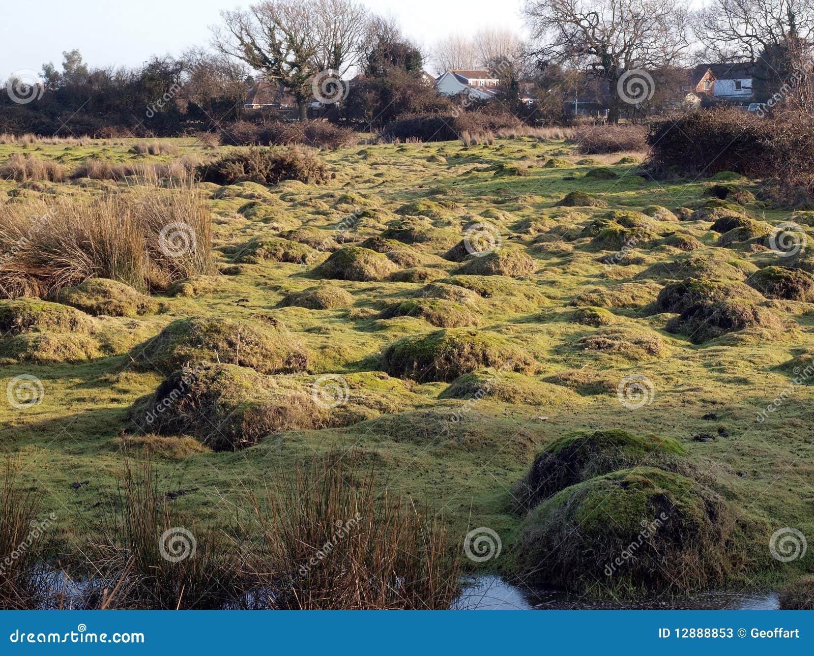Rabbit Village. stock image. Image of mound, grass, rabbit - 12888853