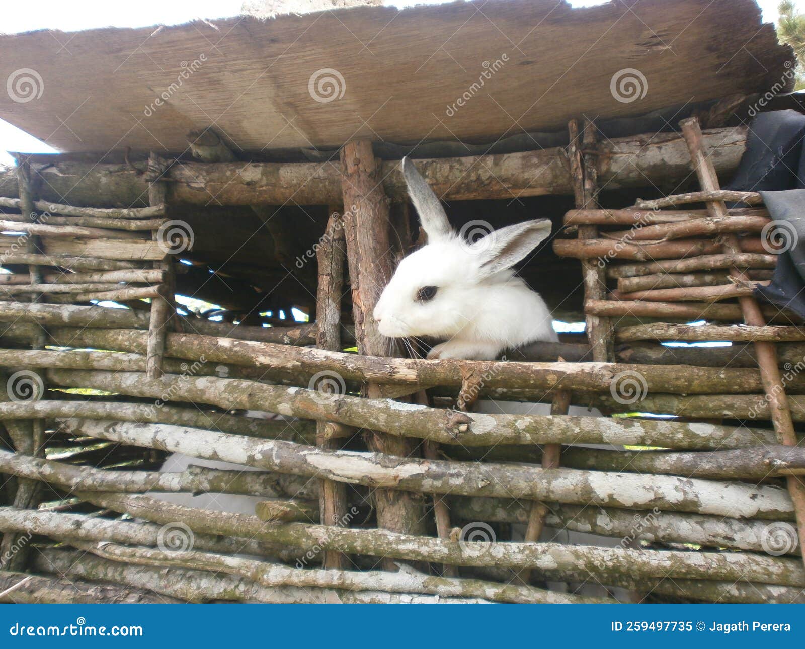 The Rabbit in the Village Cage Stock Image - Image of wood, mammal ...