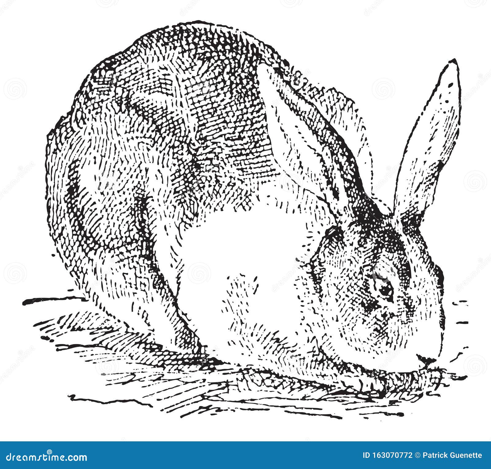 Rabbit, vintage engraving stock vector. Illustration of curiosity ...