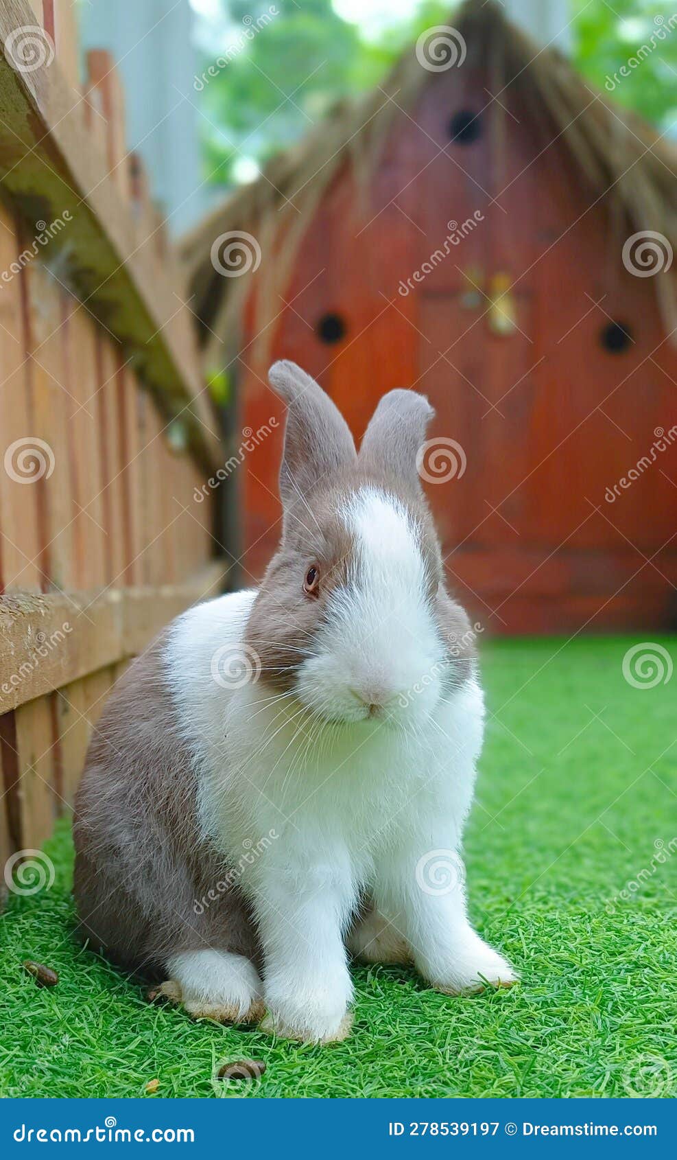 Rabbit Wacky Animal stock image. Image of wackly, rabbit - 278539197