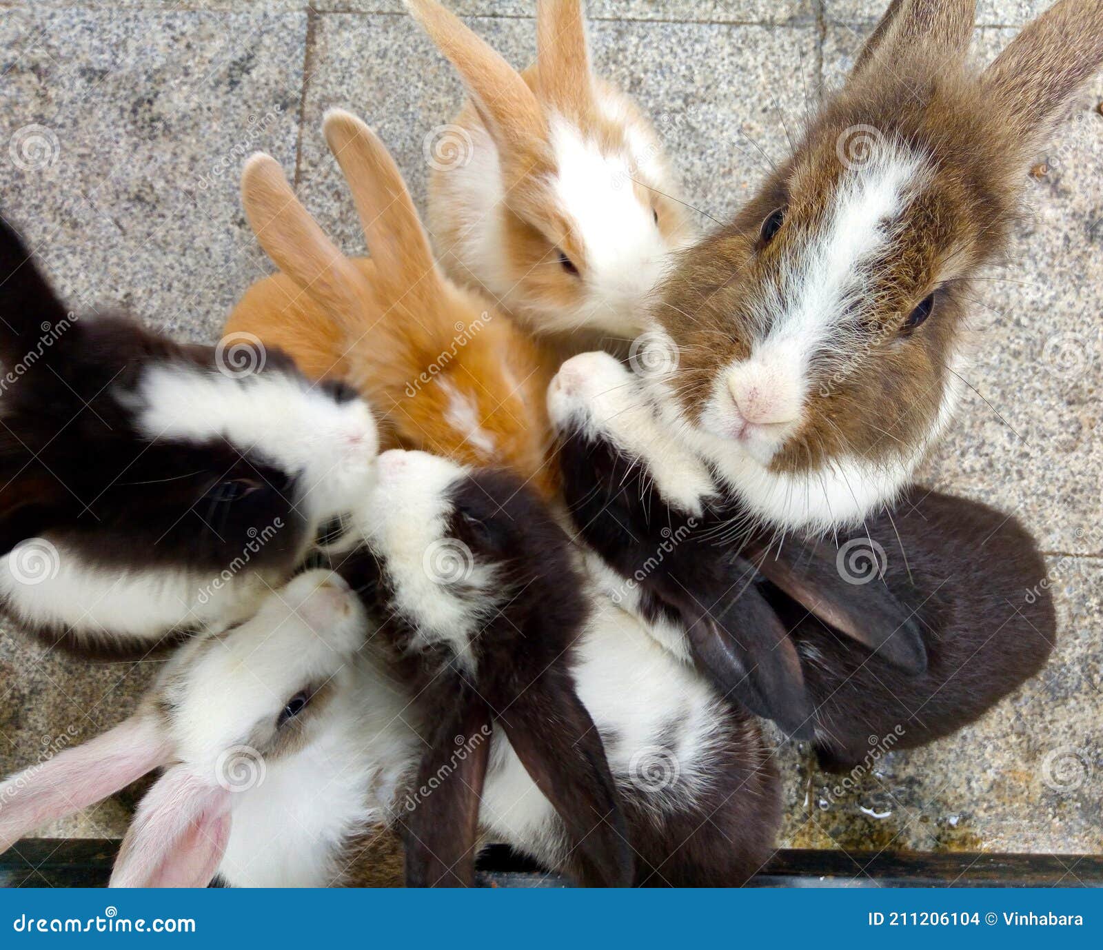 Rabbit waiting for food stock photo. Image of cottontail - 211206104
