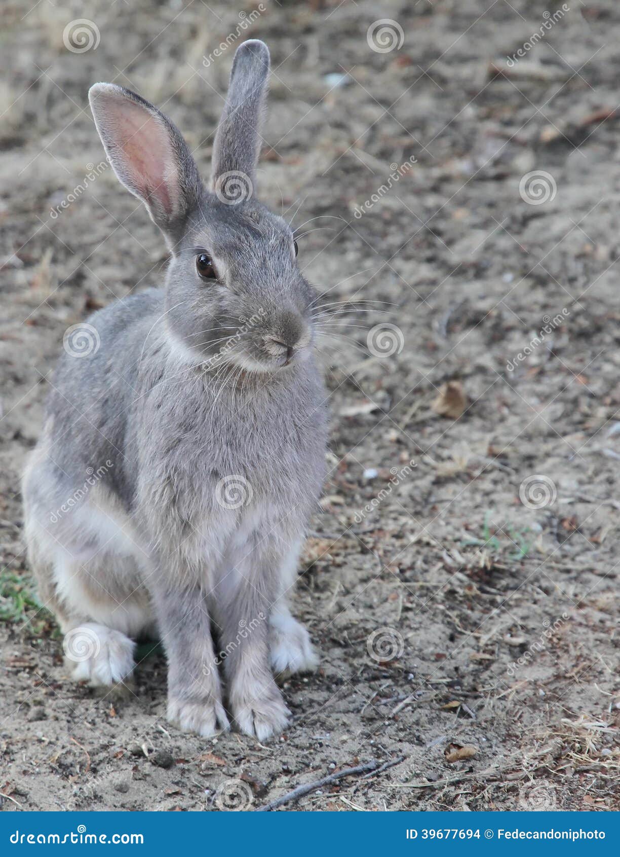 Rabbit waiting for food stock photo. Image of bunny, spring - 39677694
