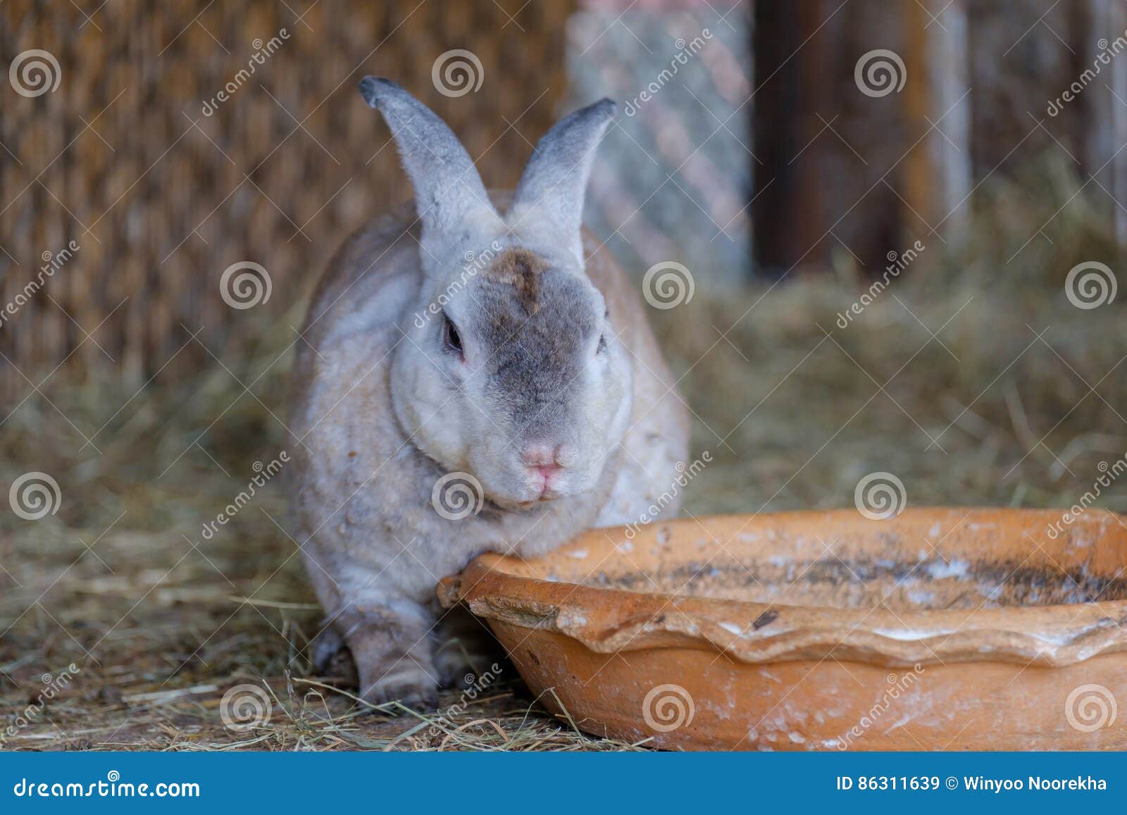 Rabbit waiting food. stock image. Image of farm, crouch - 86311639