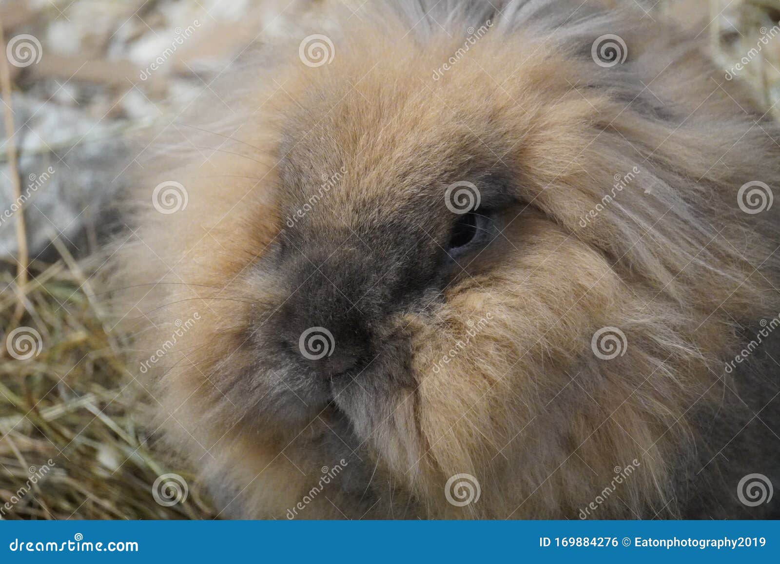 Rabbit Looking Out at the World Stock Photo - Image of nose, lagomorpha ...