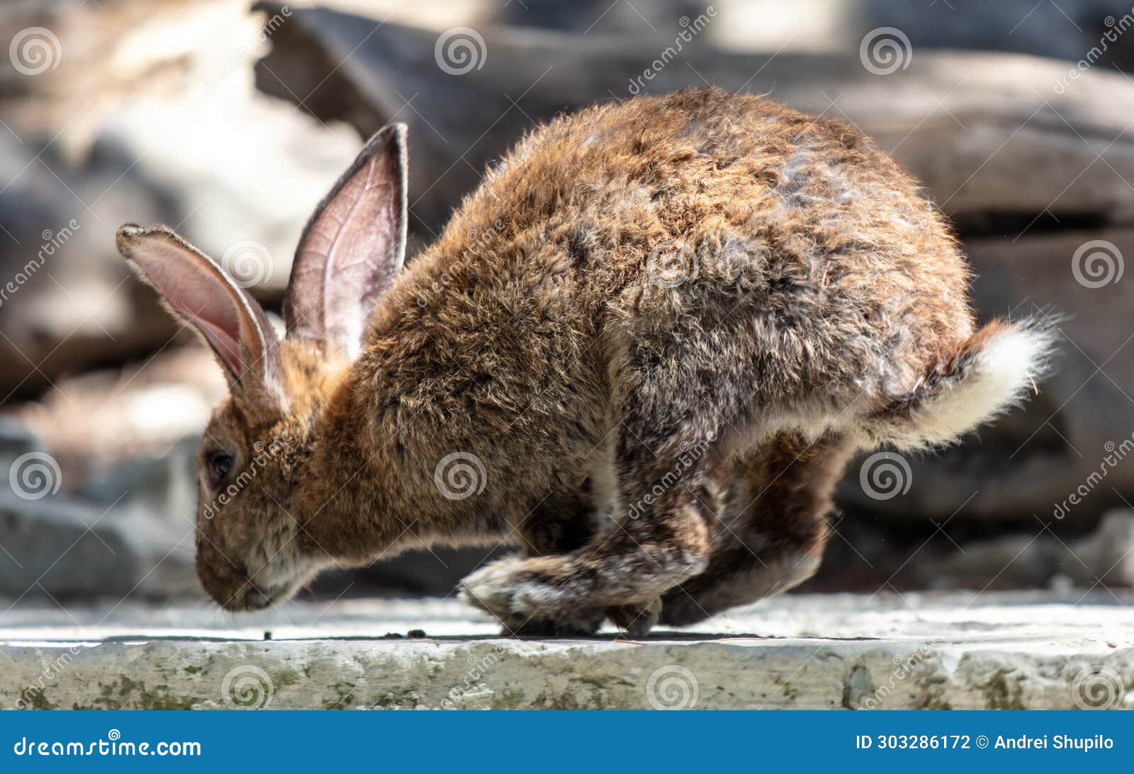 A Rabbit is Walking on a Farm Stock Photo - Image of decorative, summer ...