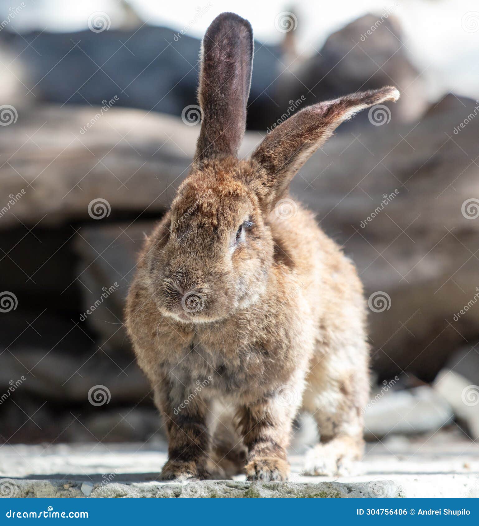 A Rabbit is Walking on a Farm Stock Photo - Image of fluffy, closeup ...