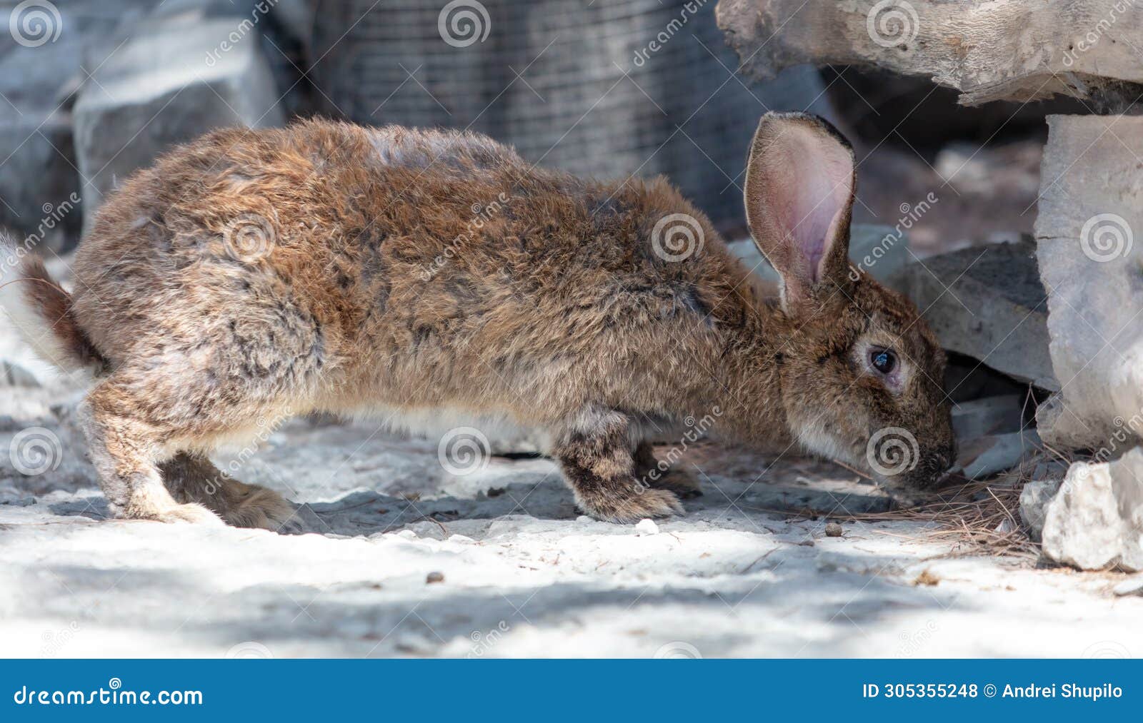 A Rabbit is Walking on a Farm Stock Photo - Image of summer, white ...