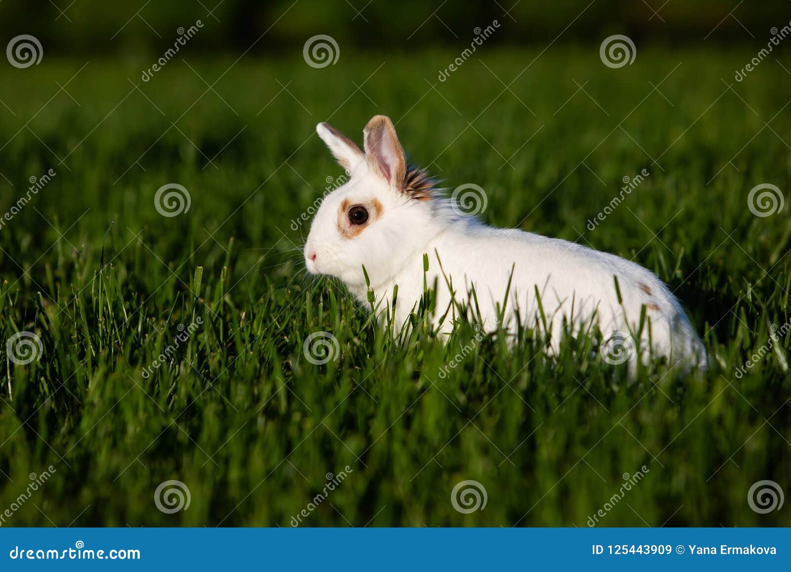 Rabbit Walking on Green Meadow Stock Image - Image of grass, walking ...