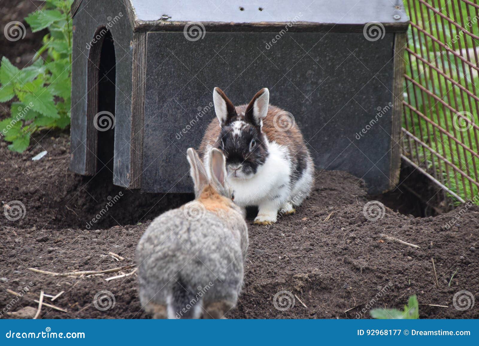 Rabbit Walking on the Ground Stock Image - Image of grey, landscape ...