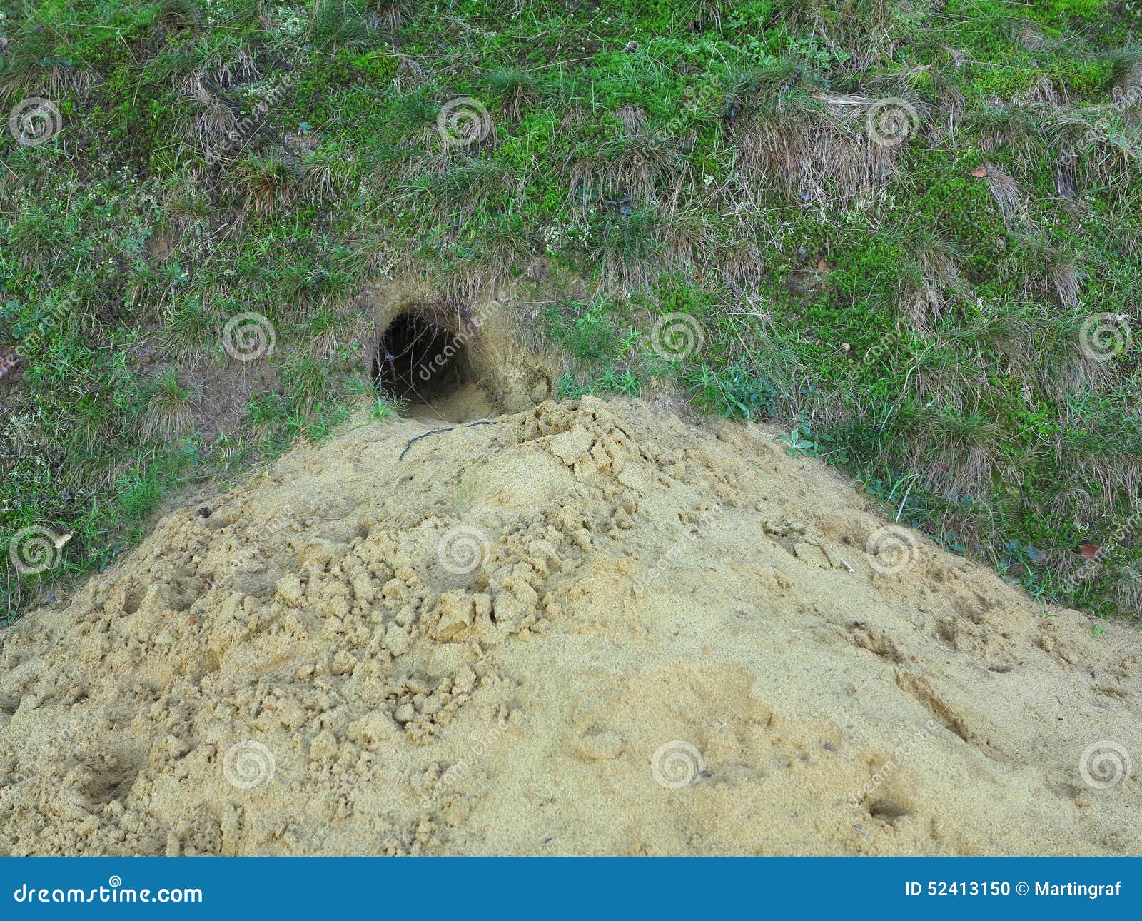 Sand Heap at Burrow of European Rabbit Stock Photo - Image of ...