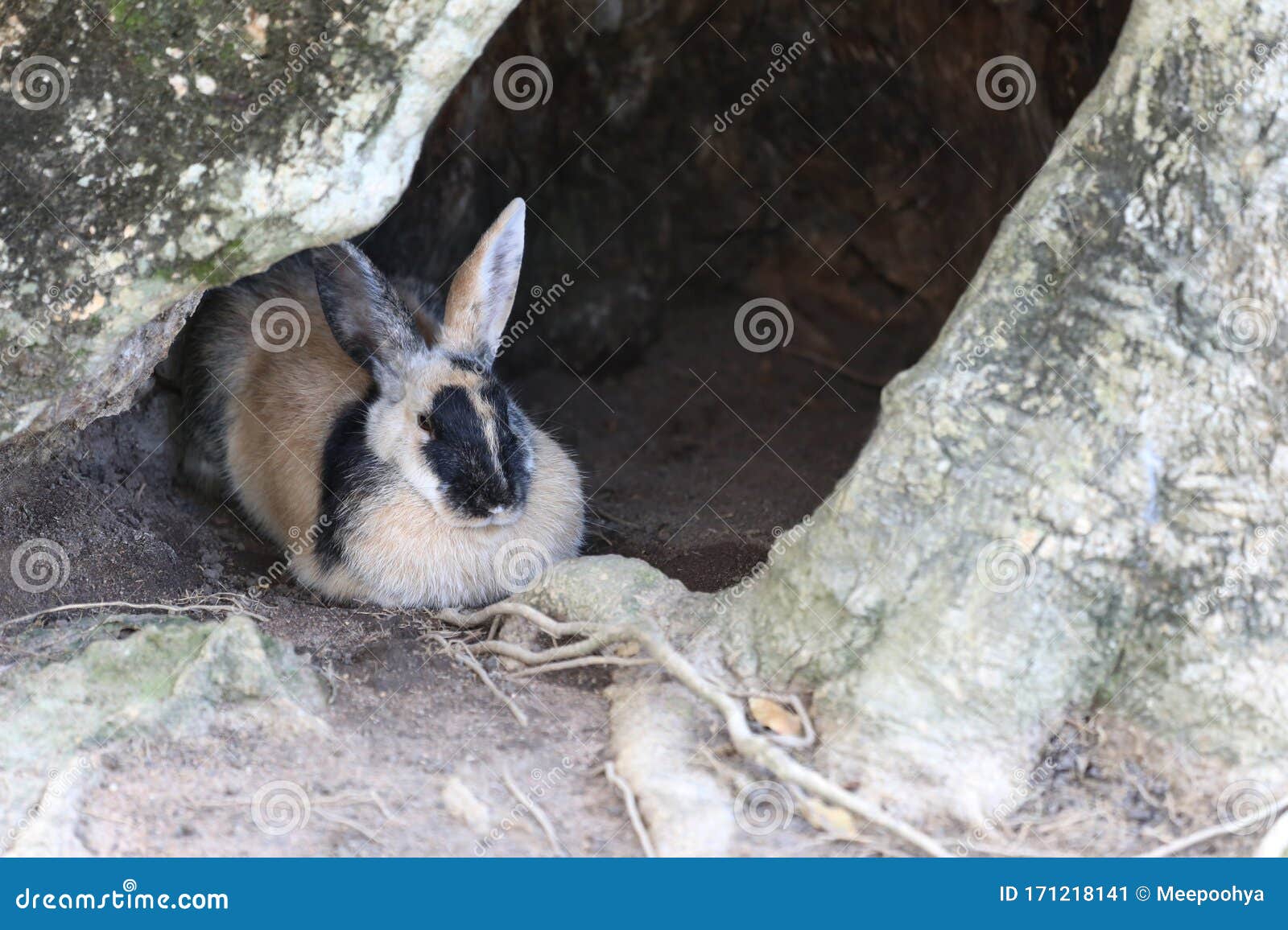 Rabbit Was Relax in the Hollow of the Tree Stock Image - Image of ...