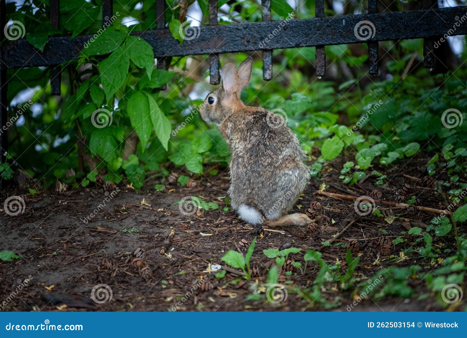 Rabbit on the Watch for Danger Stock Photo - Image of watch, furry ...