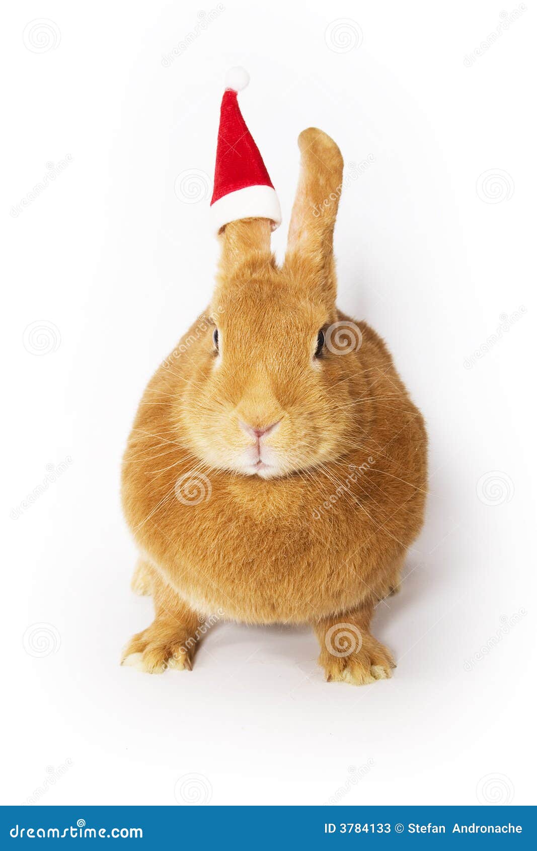 Rabbit wearing santa hat stock image. Image of eyes, seasonal - 3784133
