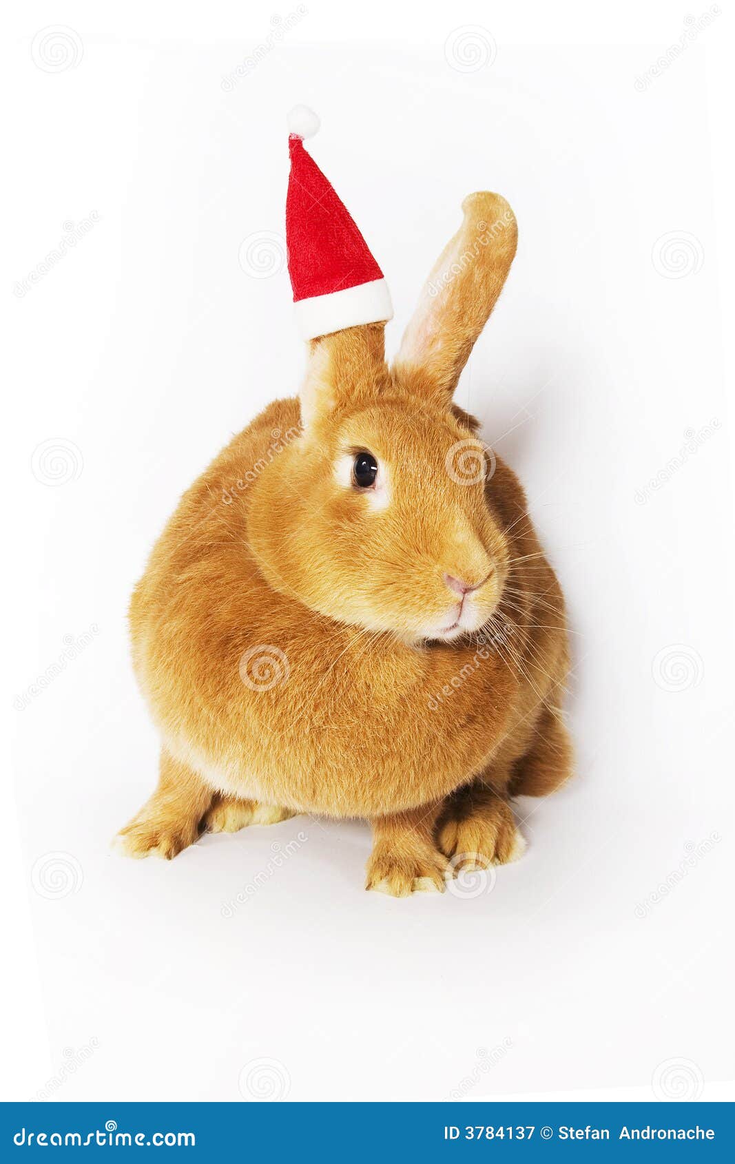Rabbit wearing santa hat stock image. Image of holidays - 3784137