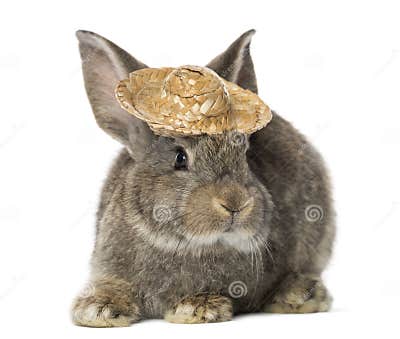 Rabbit wearing a straw hat stock image. Image of vertebrate - 39621467