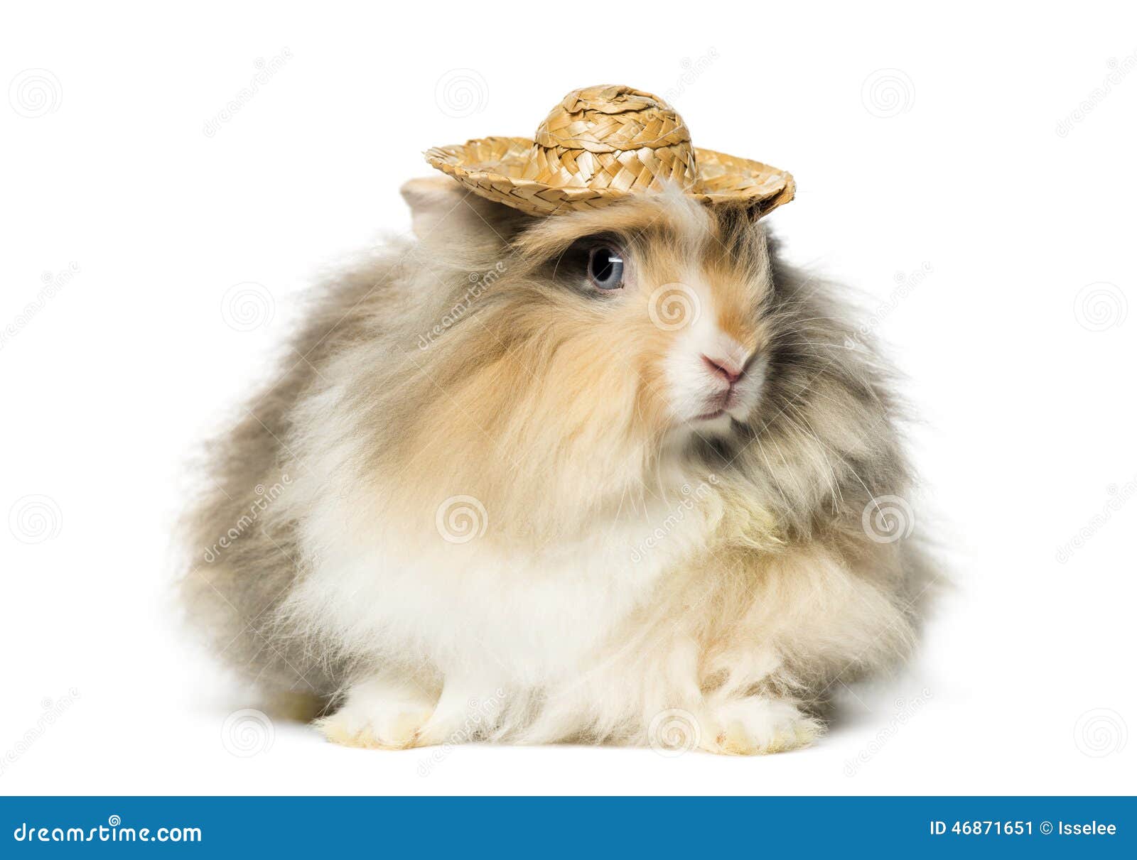 Rabbit wearing a straw hat stock image. Image of domestic - 46871651