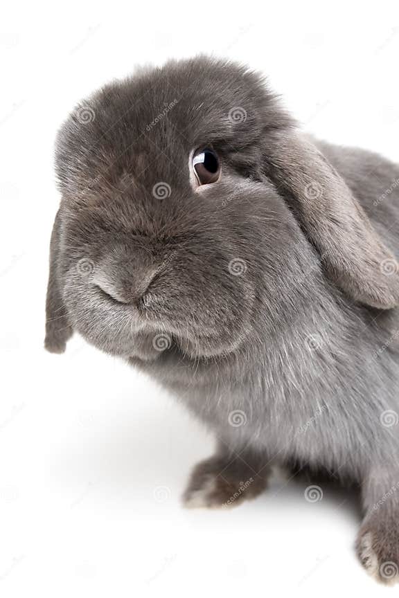 Rabbit on white stock photo. Image of cute, curiosity - 2084440