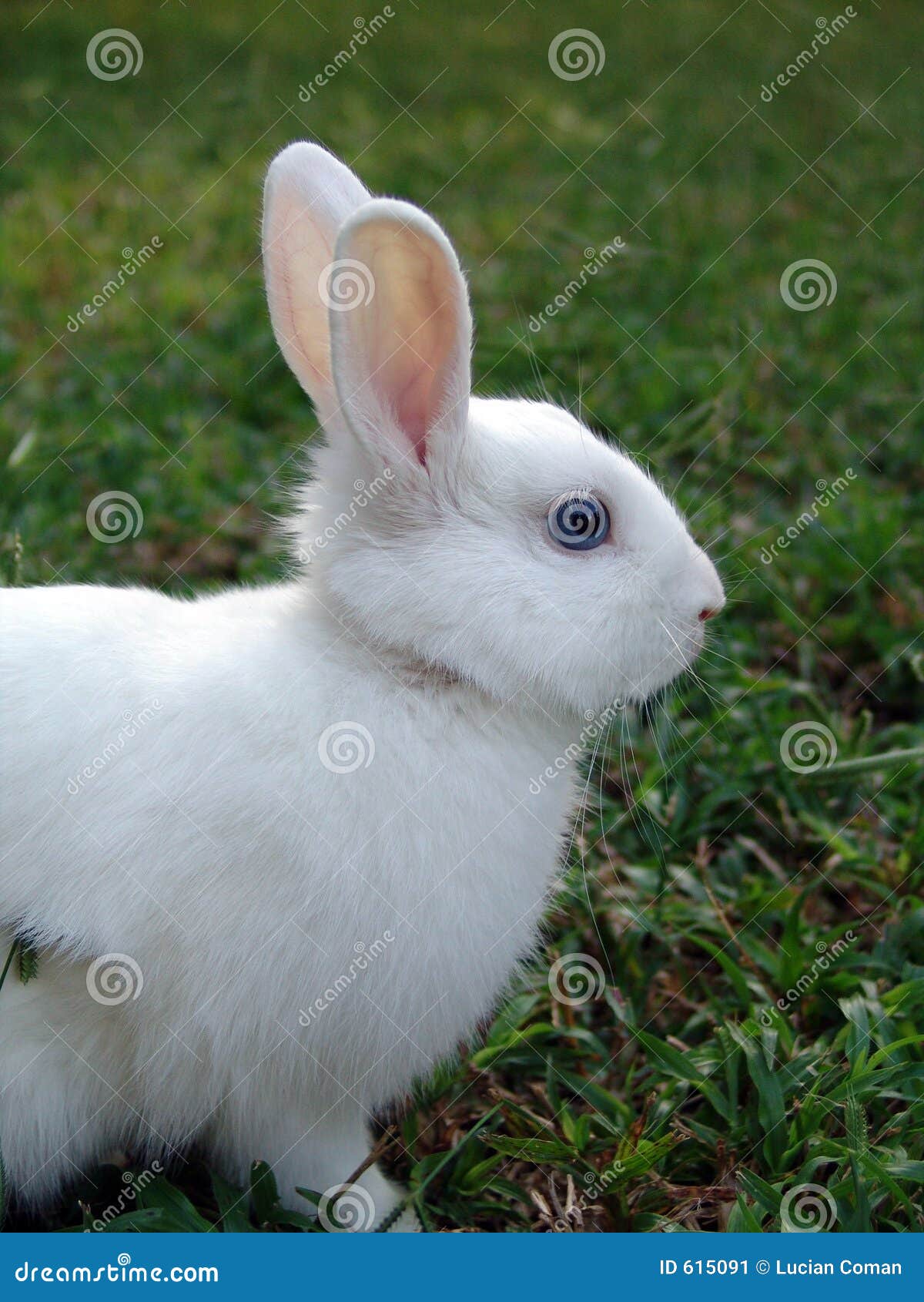Rabbit white stock image. Image of domesticated, wild, bunny - 615091