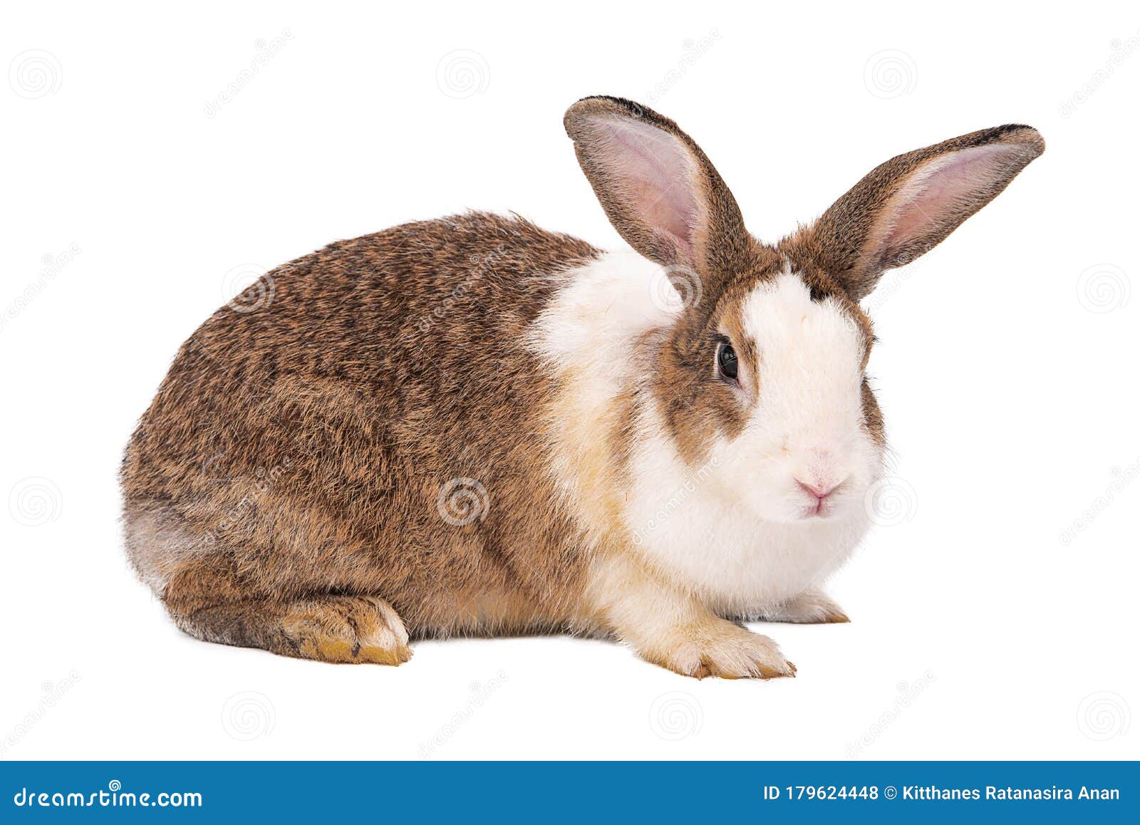 Rabbit on a White Background Stock Photo - Image of background, copy ...