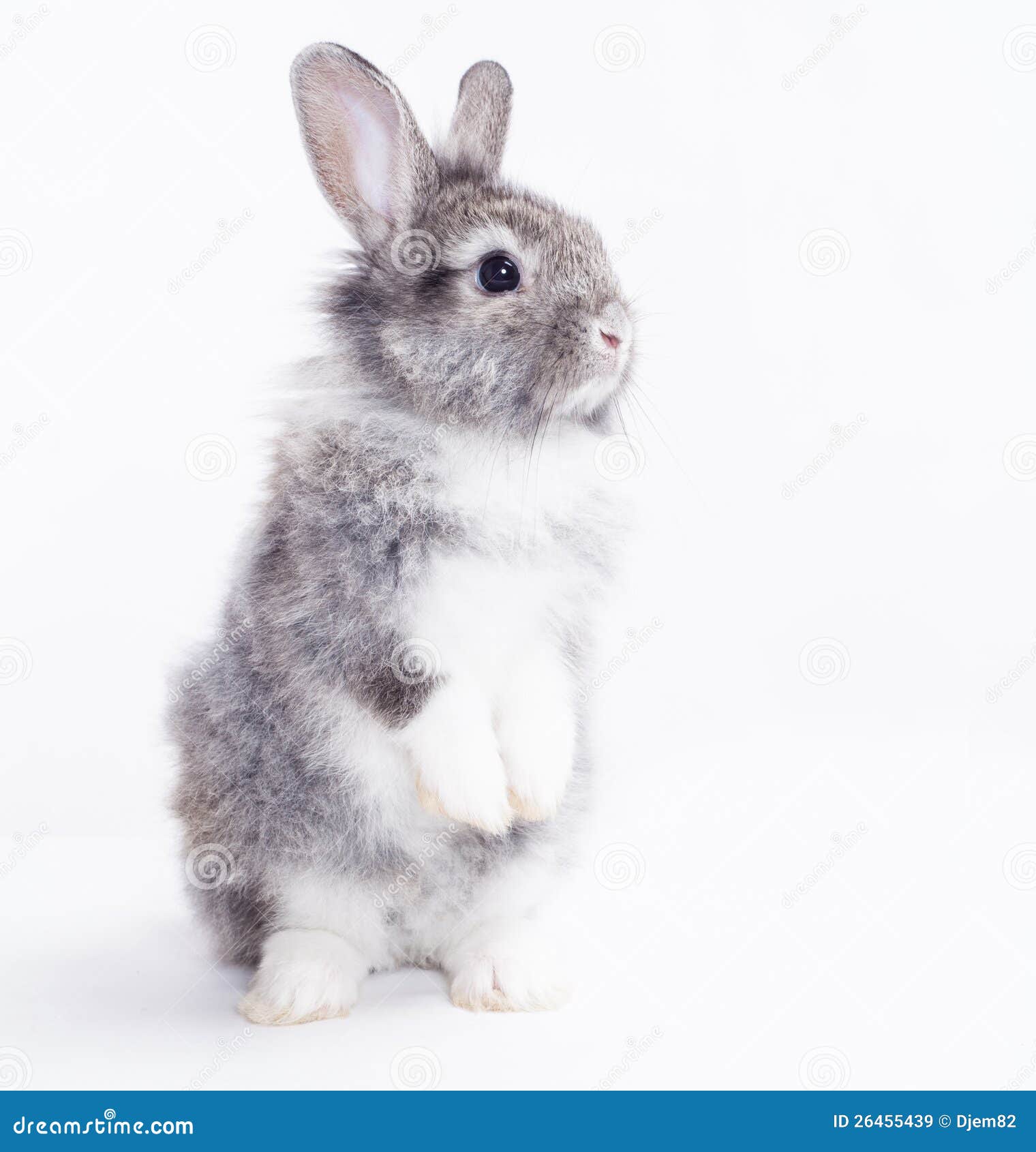 Rabbit on a White Background. Stock Image - Image of life, lagomorphs ...