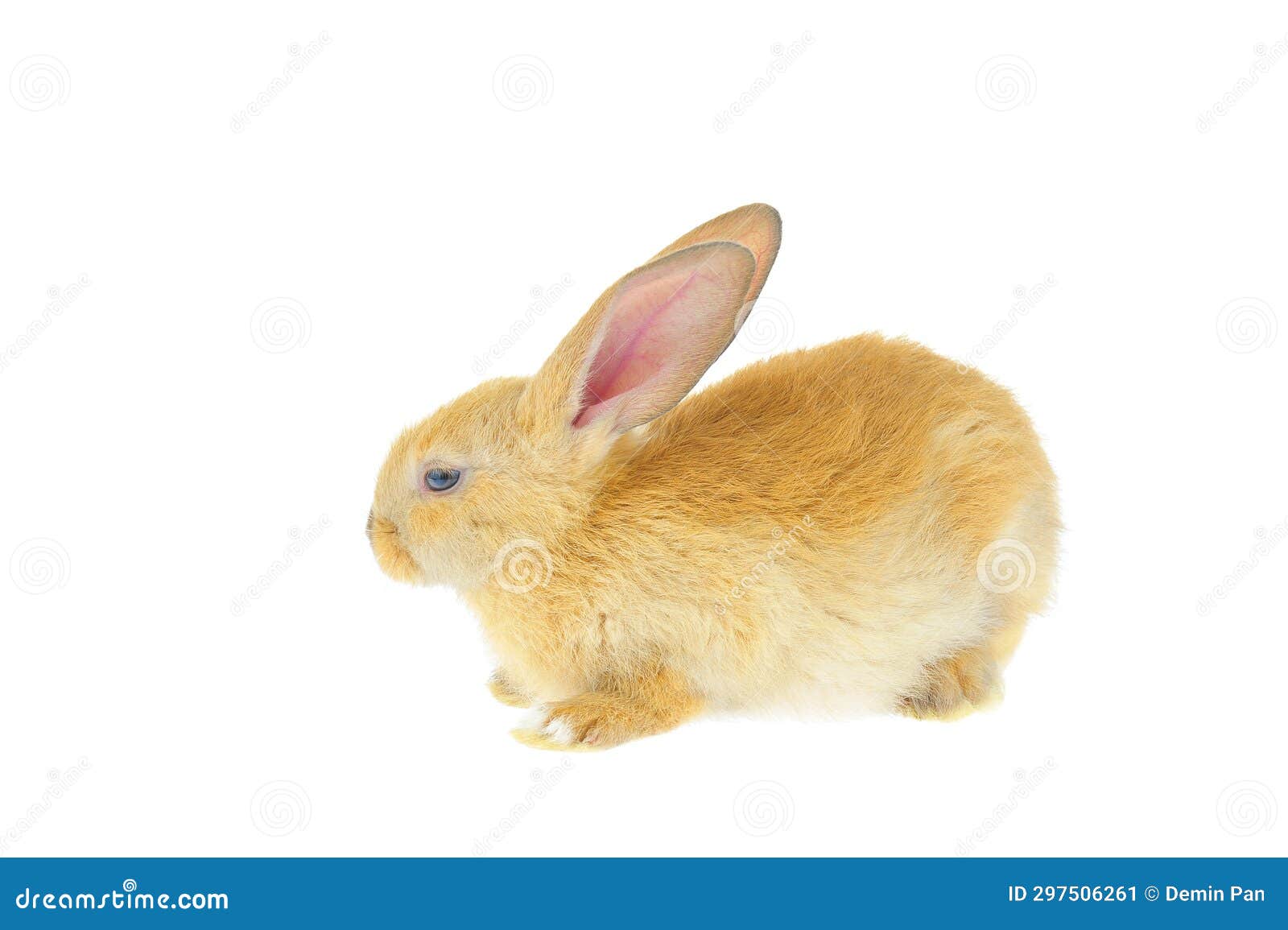 The Rabbit in a White Background Stock Image - Image of front, mammals ...