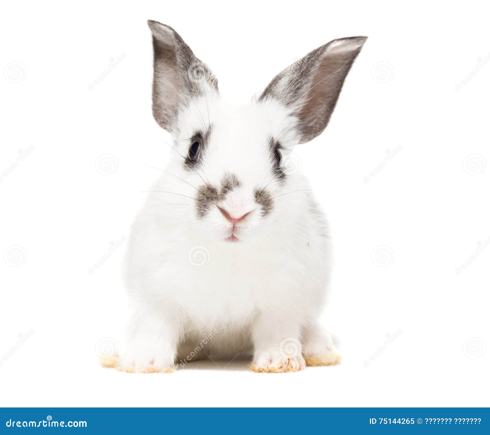 Rabbit on a White Background Stock Image - Image of agriculture ...
