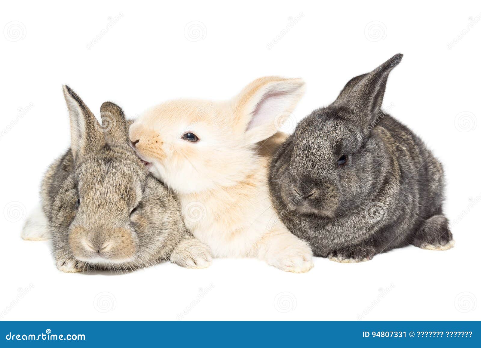 Rabbit on a White Background Stock Image - Image of sitting, brown ...