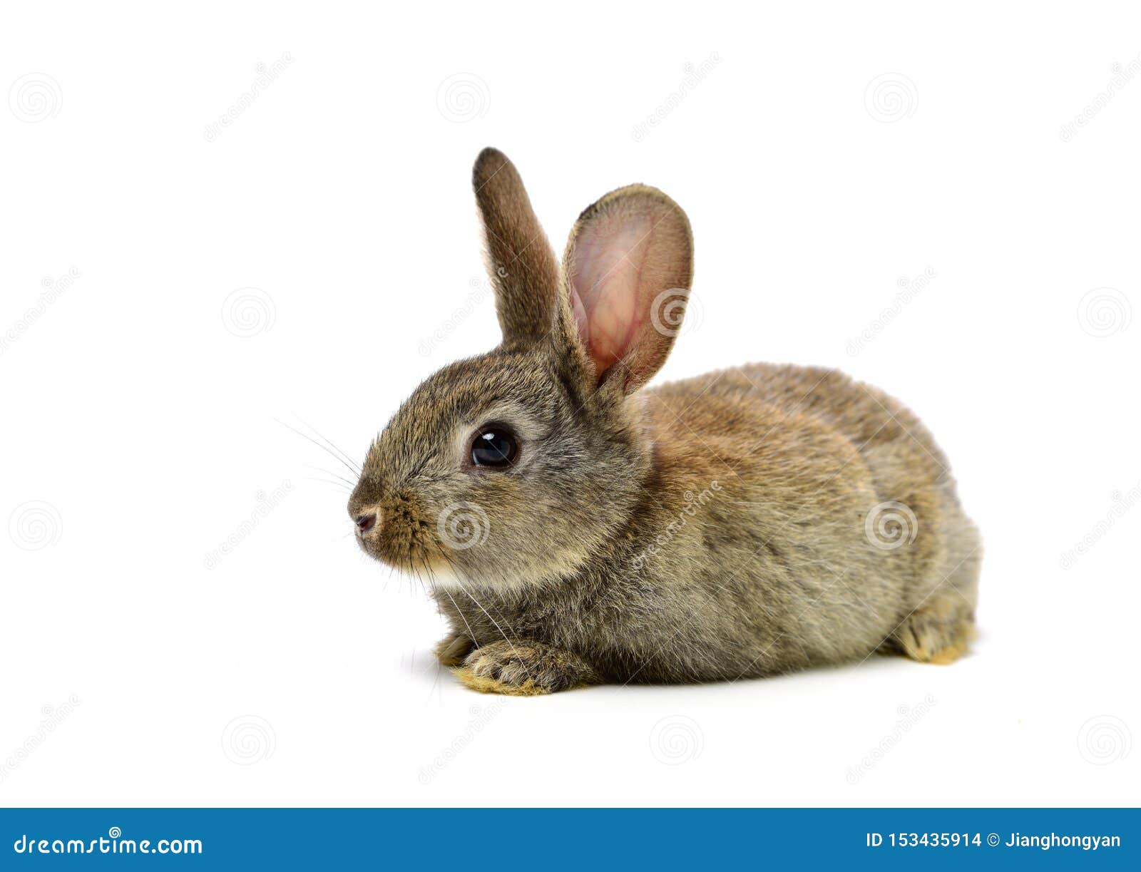 Rabbit on white background stock photo. Image of adorable - 153435914