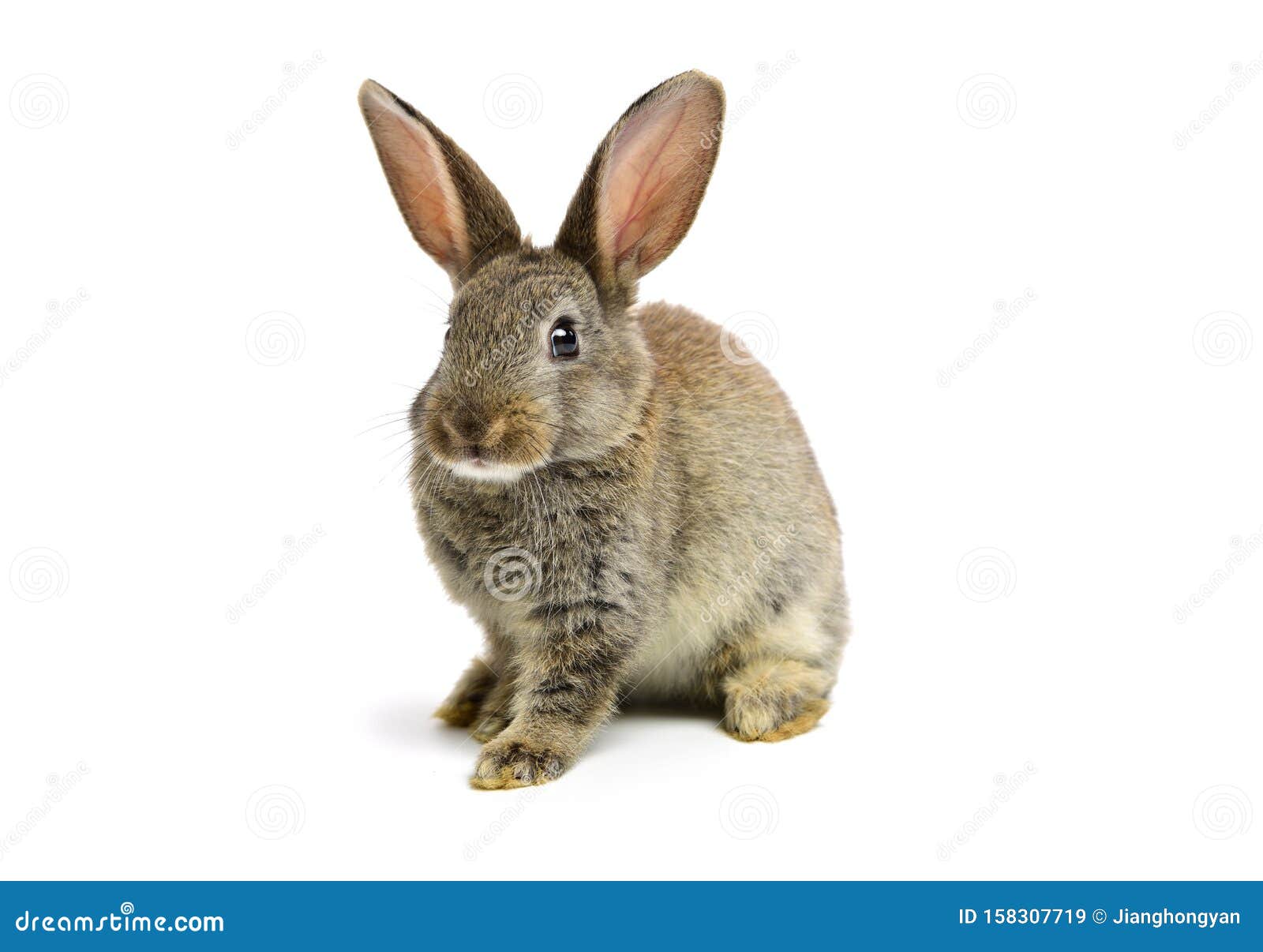 Rabbit on white background stock image. Image of black - 158307719