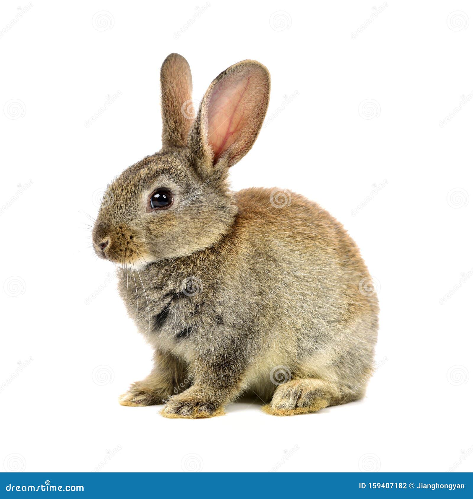 Rabbit on white background stock photo. Image of isolated - 159407182