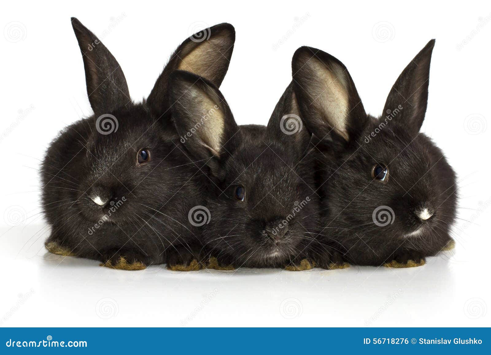 Rabbit on a White Background Stock Photo - Image of animals, three ...
