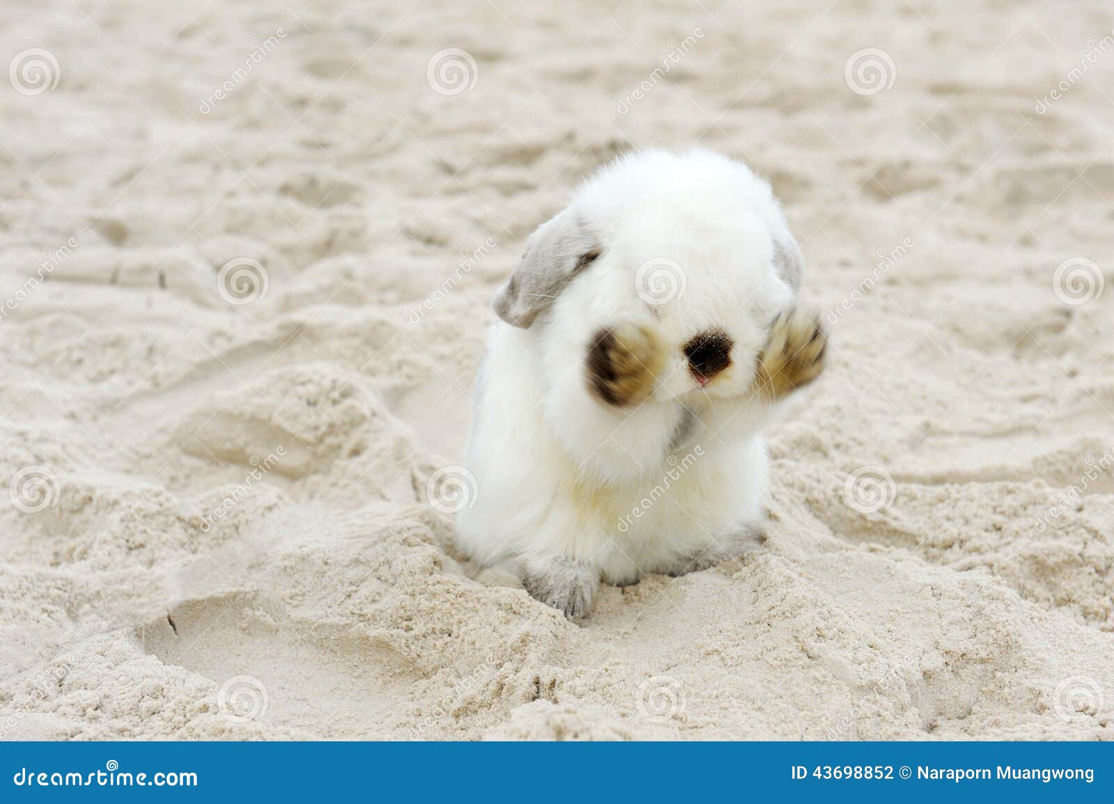 Rabbit stock photo. Image of pets, fluffy, young, softness - 43698852