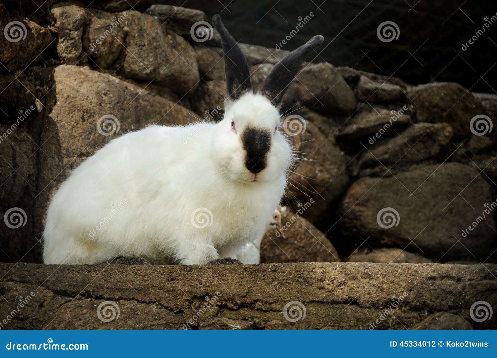 Rabbit stock photo. Image of animal, cheerful, easter - 45334012