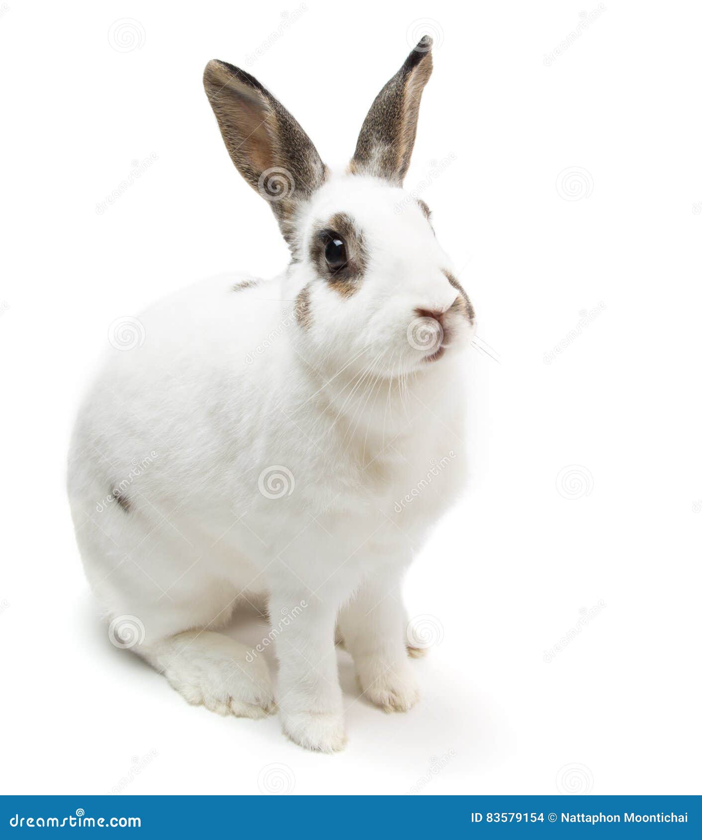 Rabbit White Cute Spotted Sitting White Isolated Looking Food Stock ...