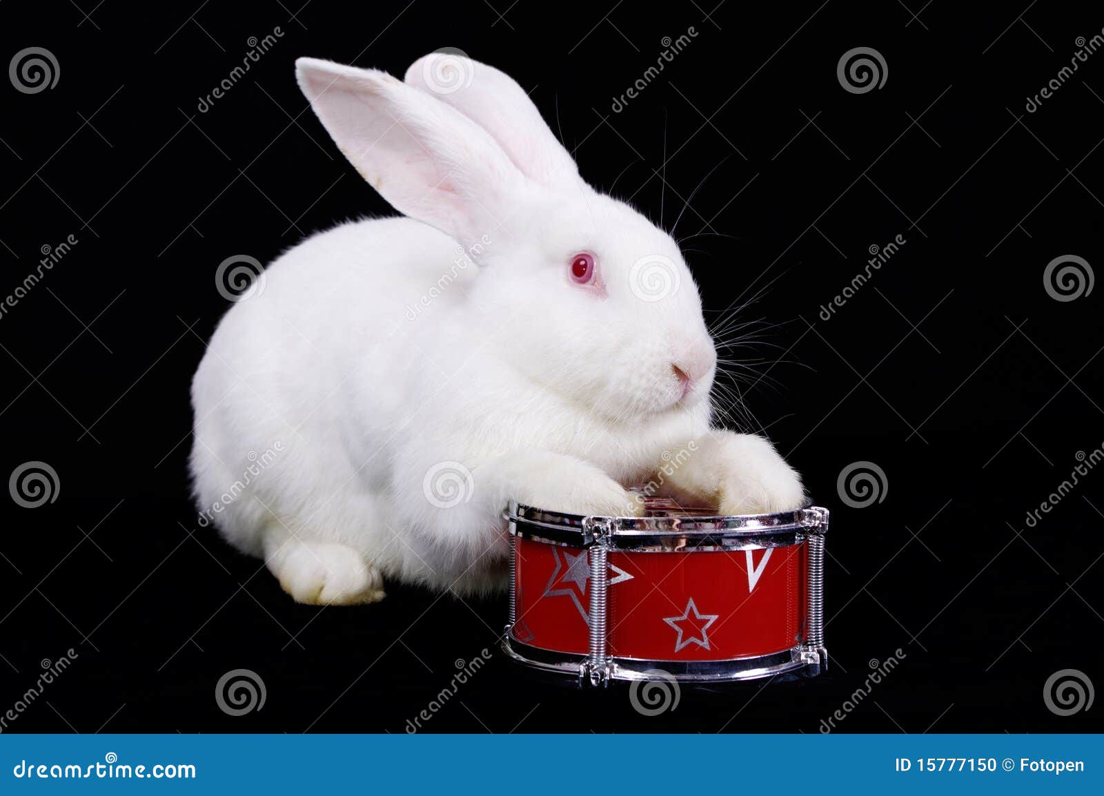 Rabbit the White Fluffy Plays on a Drum Stock Photo - Image of drum ...