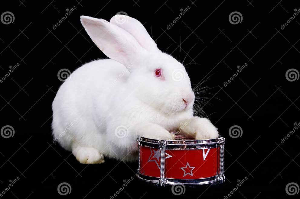 Rabbit the White Fluffy Plays on a Drum Stock Photo - Image of drum ...