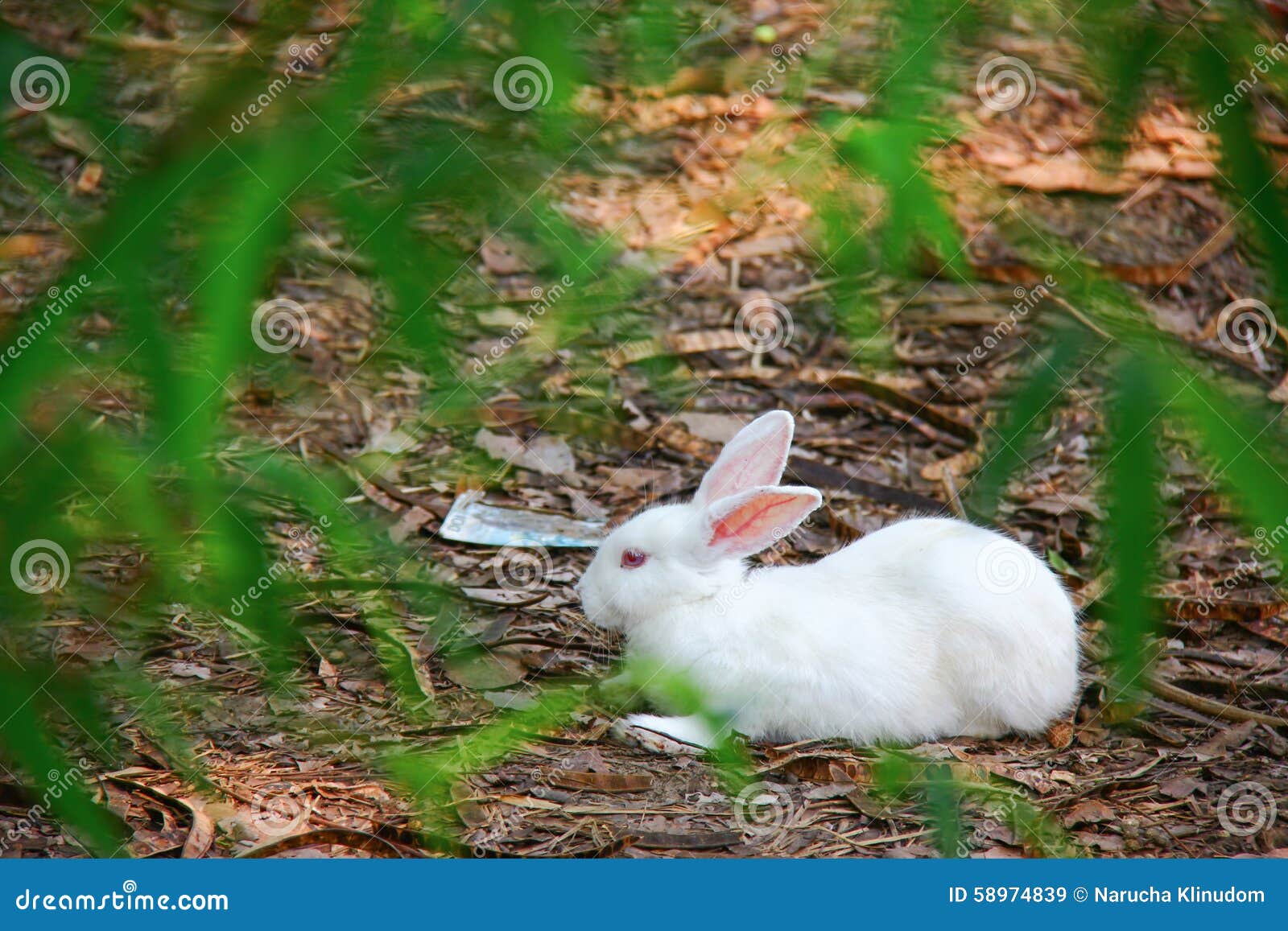 Rabbit stock image. Image of bamboo, tree, plant, food - 58974839