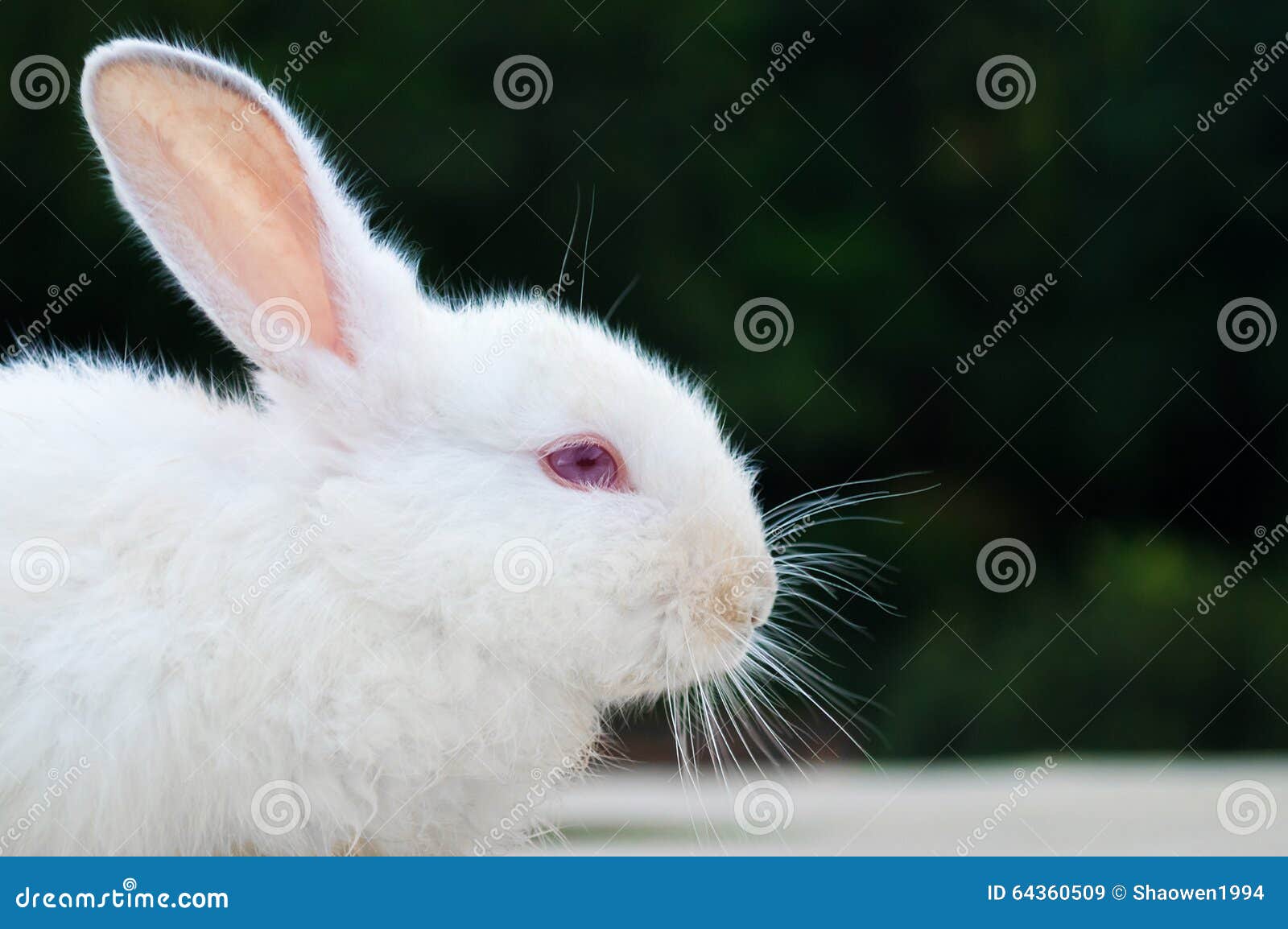 Rabbit stock image. Image of beard, leporidae, wildlife - 64360509