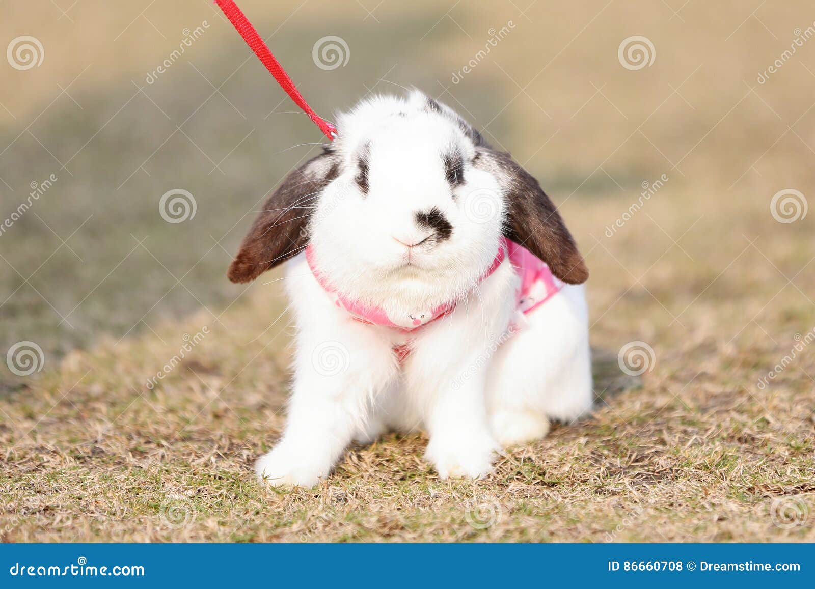 Rabbit stock photo. Image of landscape, rabbit, colour - 86660708