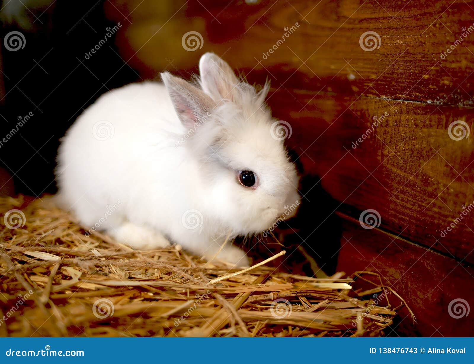 White, Fluffy Rabbit in the Hay in the House Stock Image - Image of ...