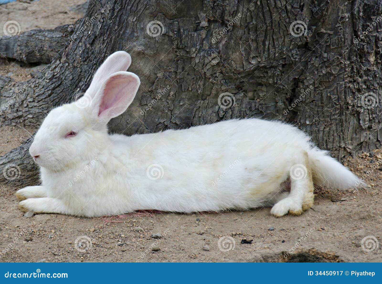 Rabbit stock image. Image of summer, relax, friendly - 34450917