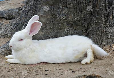 Rabbit stock image. Image of summer, relax, friendly - 34450917