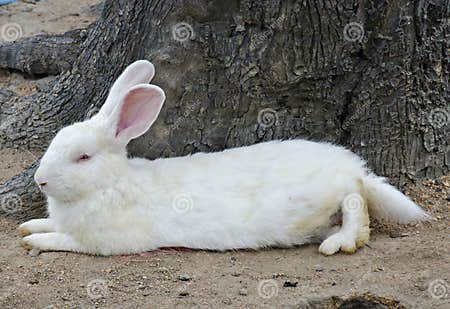 Rabbit stock image. Image of summer, relax, friendly - 34450917