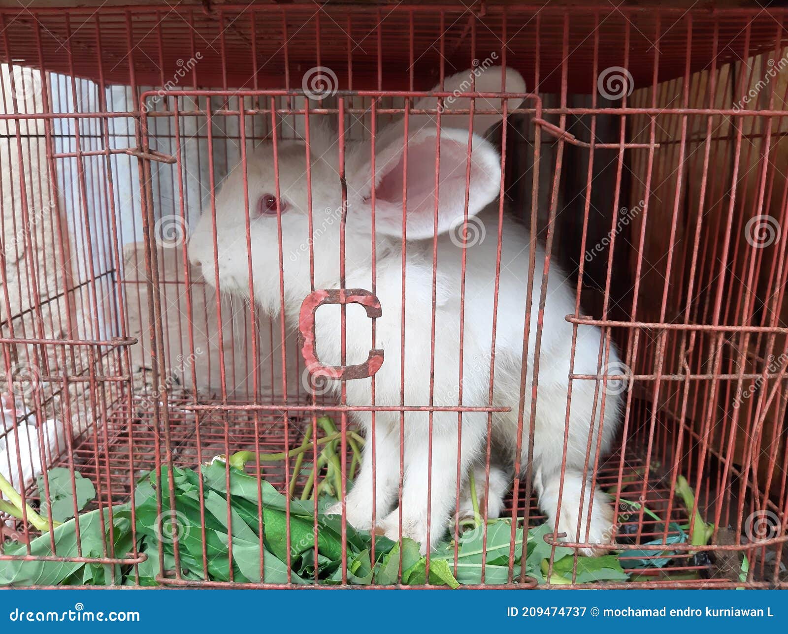 Rabbit Who Feels Sad in the Cage Stock Image - Image of rabbit, feels ...