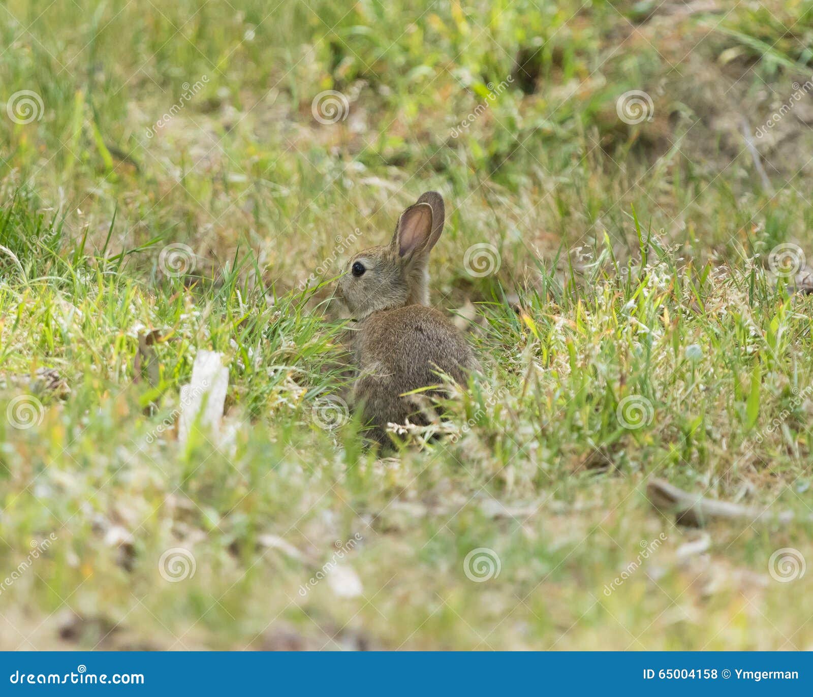 Rabbit in the wild stock photo. Image of wildlife, grassland - 65004158