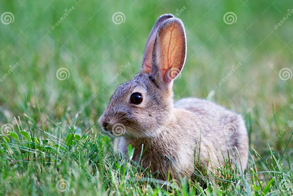 Rabbit stock image. Image of gray, lepus, lagomorph, spring - 33758393