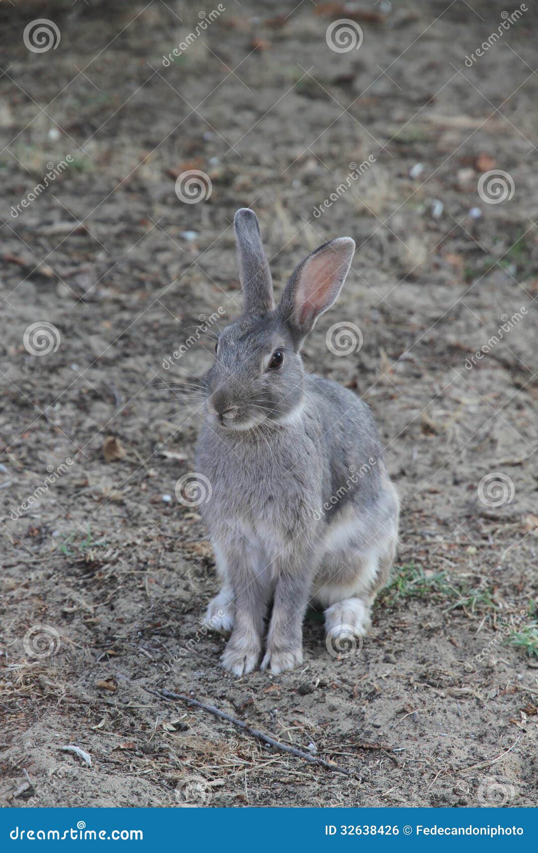Rabbit Wild Waiting for Food or Some Grass Stock Photo - Image of hair ...