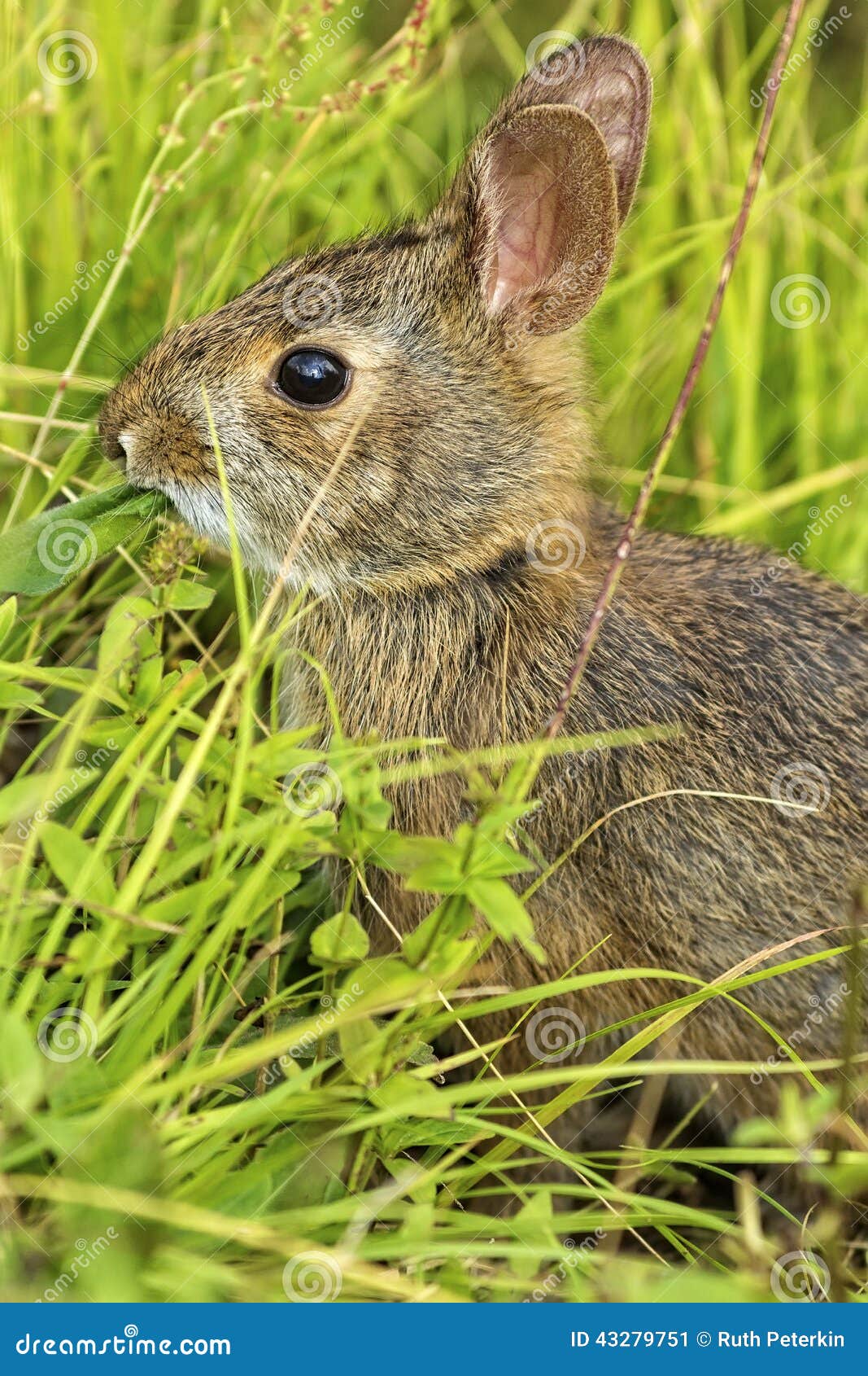 Rabbit stock image. Image of wildlife, nature, cottontail - 43279751