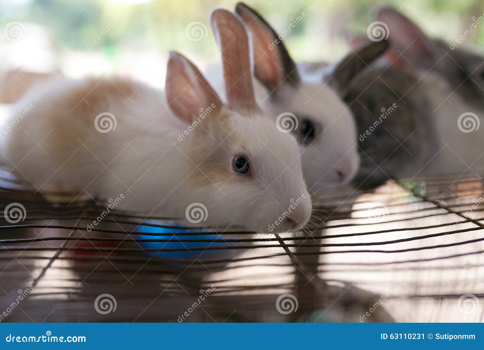 Rabbit stock image. Image of safari, market, rabbit, animal - 63110231