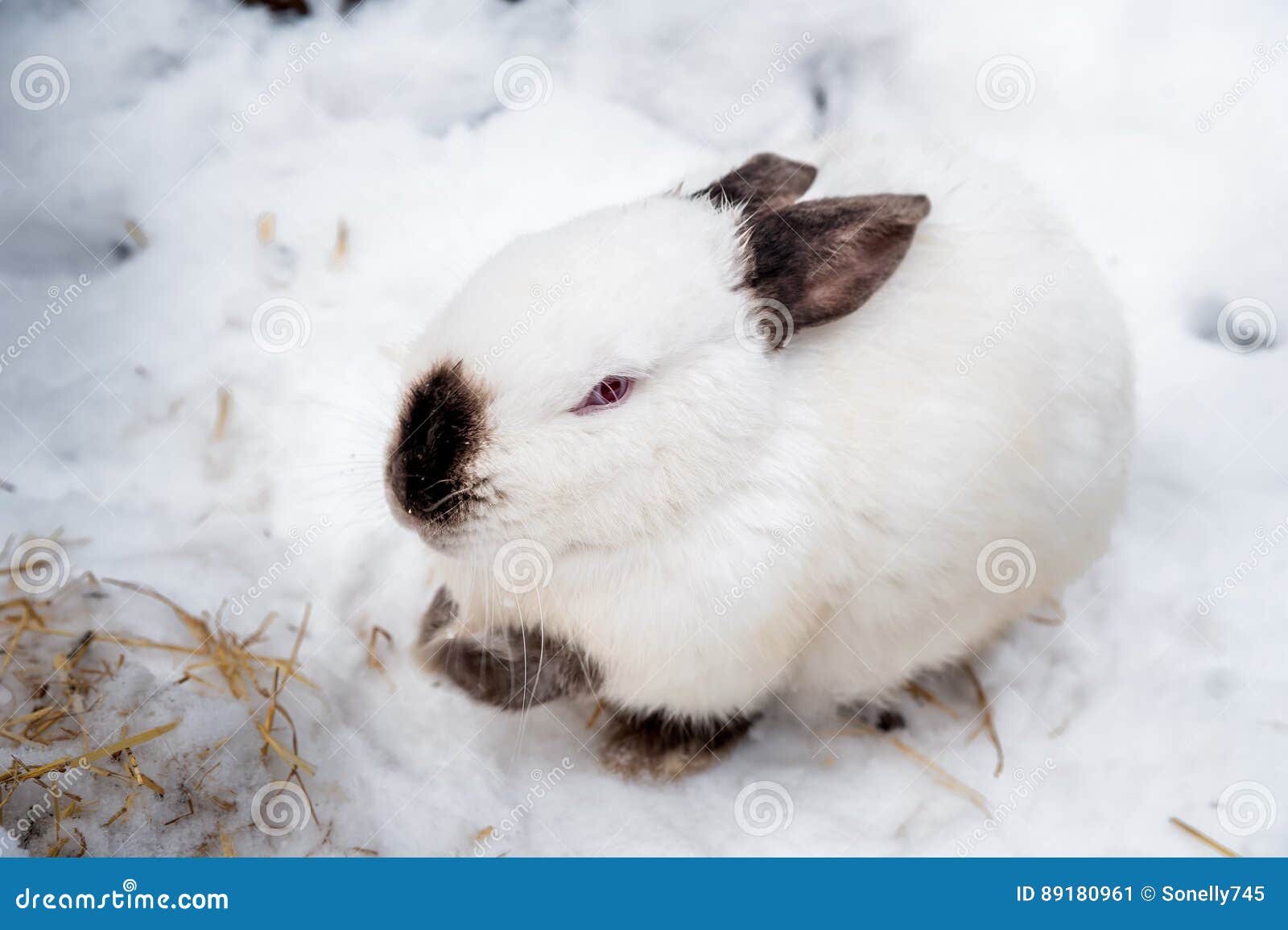 Rabbit in the Winter. Gray and White Bunnies in Winter on Snow Stock ...